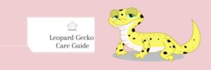 How to take care of your Leopard Gecko - Complete Care Guide